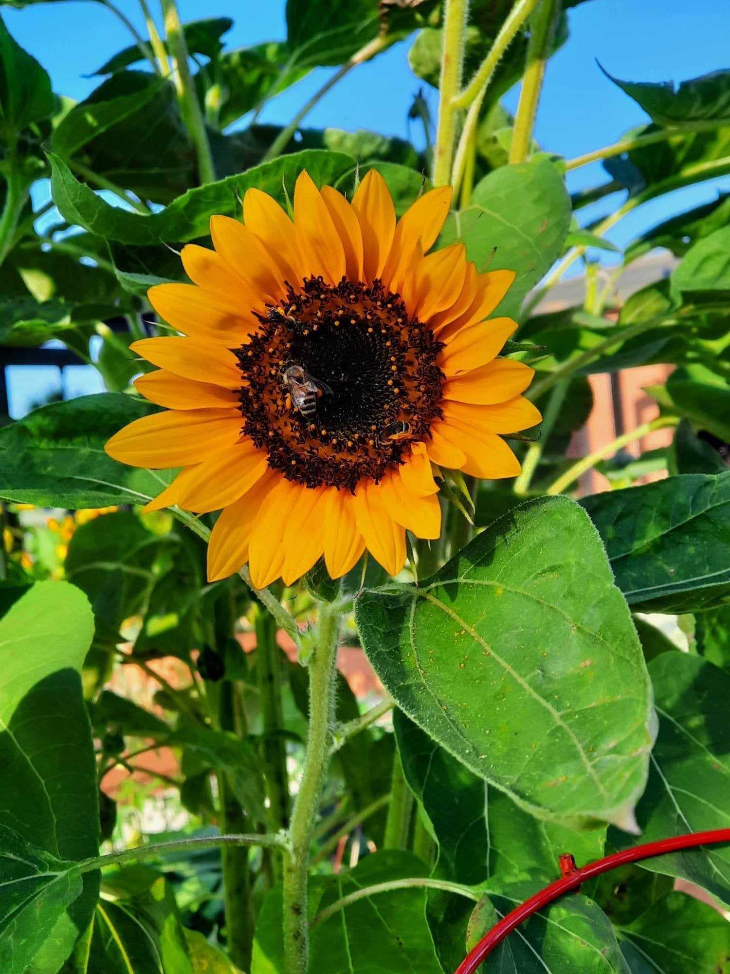 Discovery Gardens | Pasco County Libraries